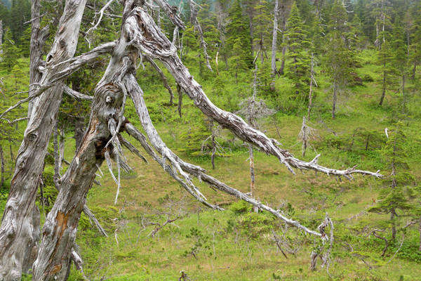 USA, Alaska, Glacier Bay National Park. A muskeg field in Dundas Bay ...