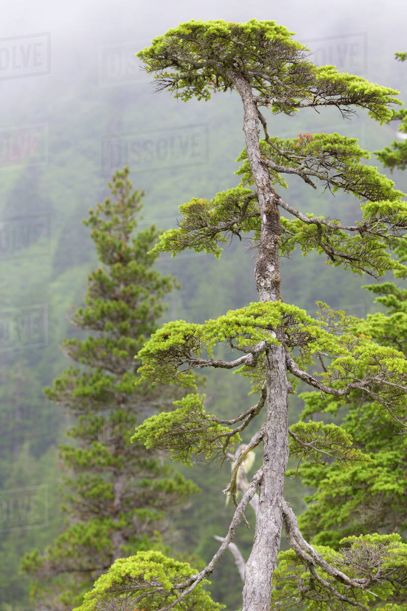 Alaska, Glacier Bay National Park. Hemlock tree in forest. - Royalty ...