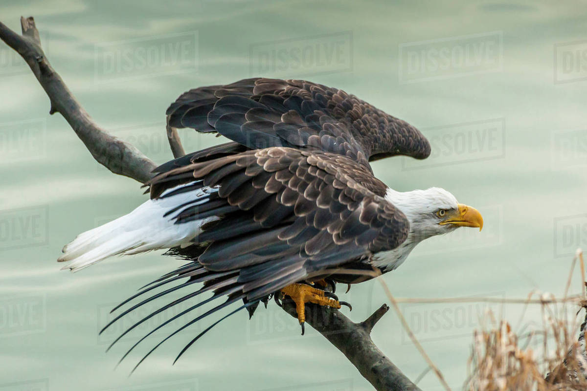 USA, Alaska, Chilkat Bald Eagle Preserve. Bald eagle taking flight ...