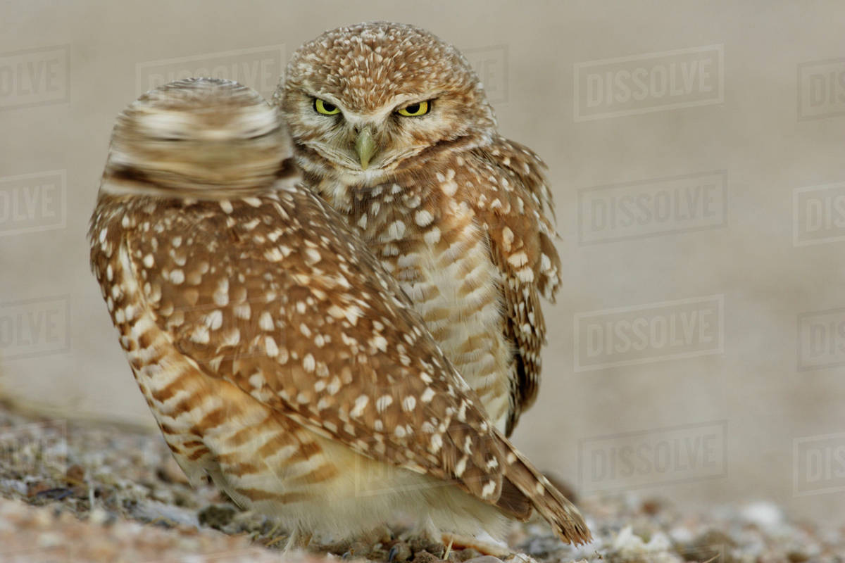 USA, Arizona, Phoenix. One of pair of burrowing owls turns head outside ...