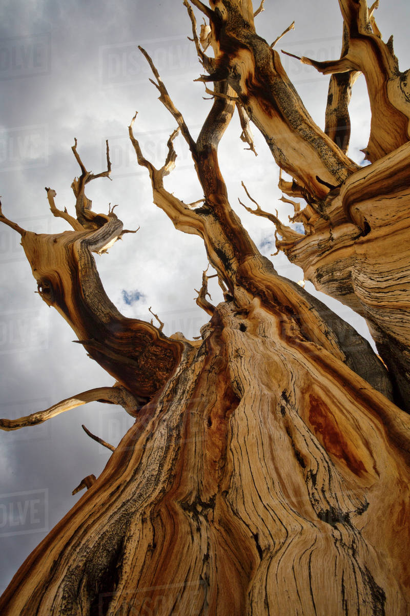 USA, California, Inyo National Forest. Close-up of tree in Ancient ...