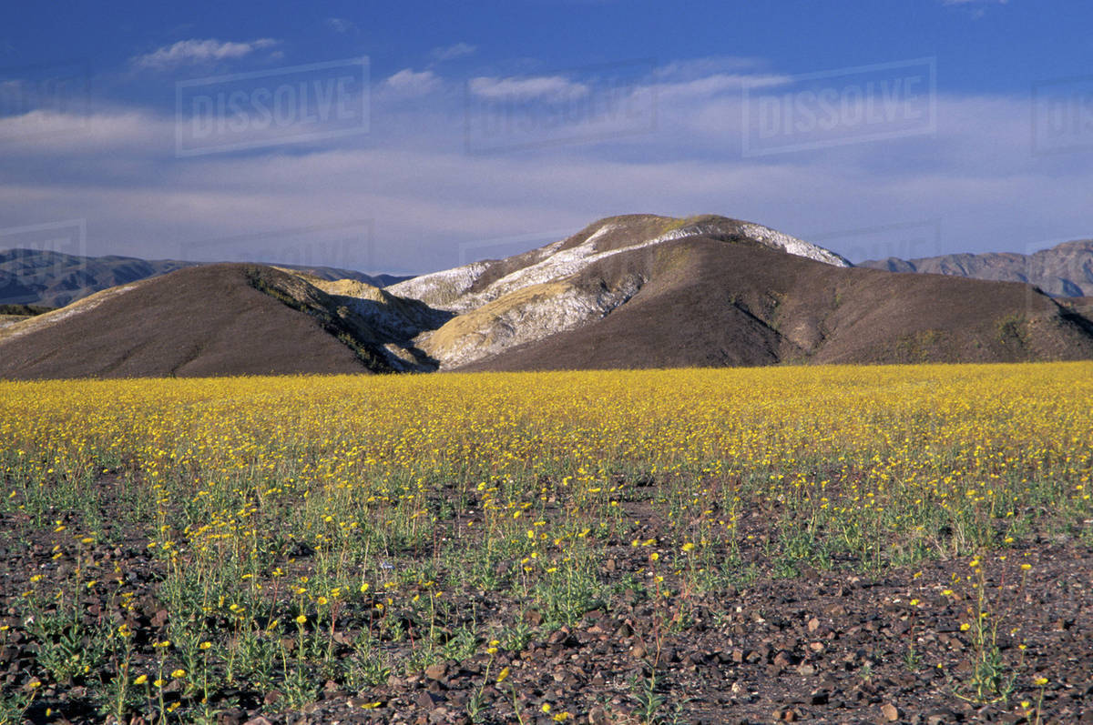 USA, CA, Death Valley National Park. Desert Gold Wildflowers at Mustard ...
