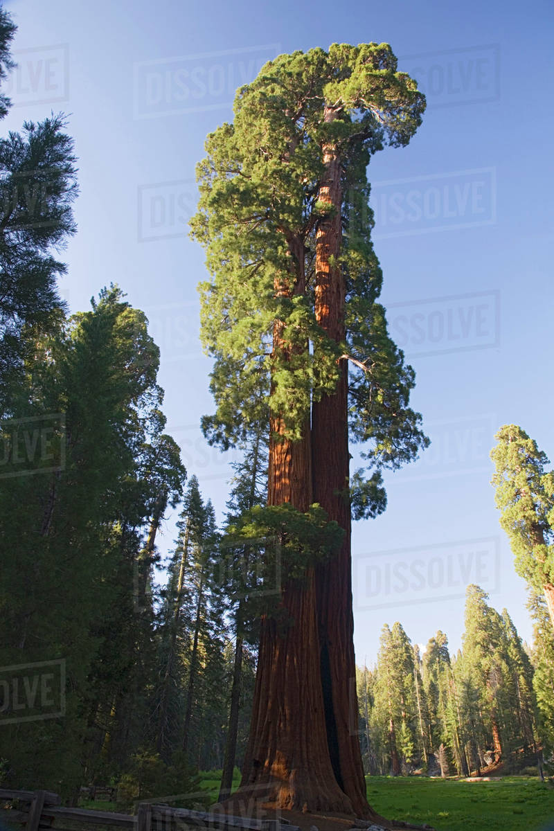 Giant Sequoia Tree, Big Trees Trail, Sequoia National Park, California ...