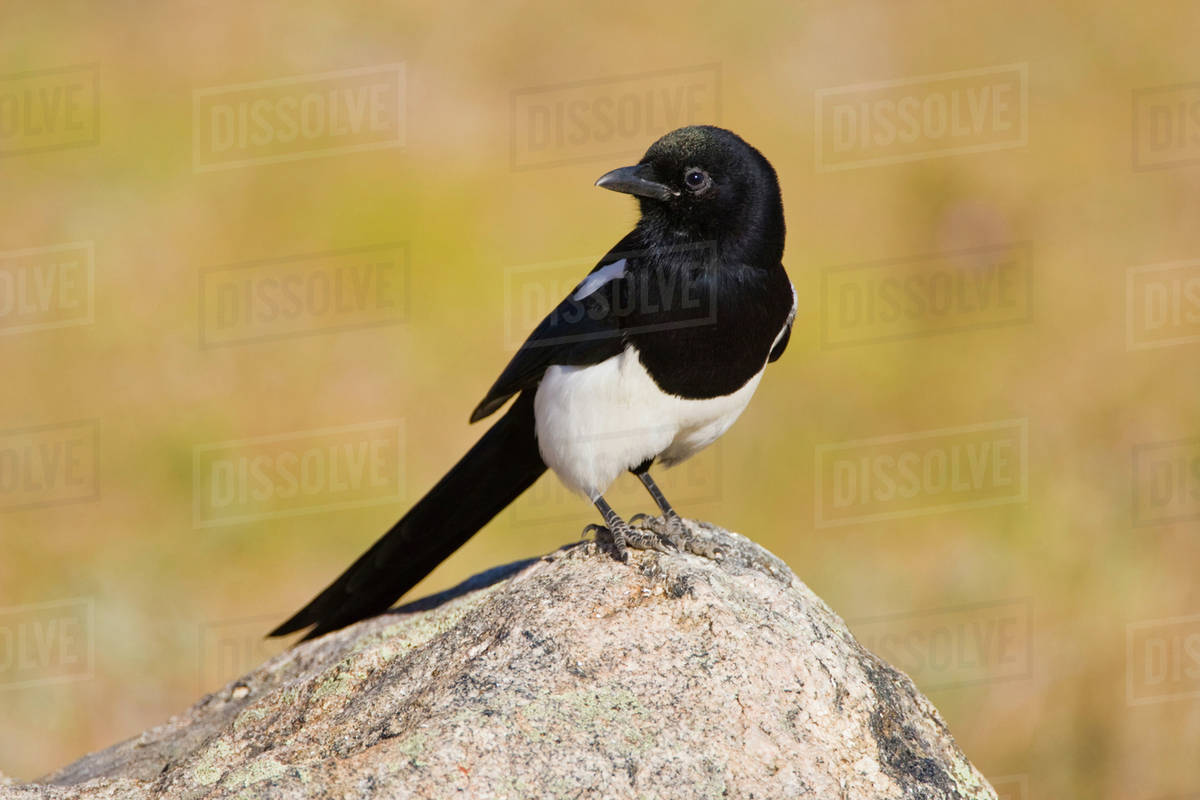 USA, Colorado, Rocky Mountain National Park, Moraine Valley. Close-up ...