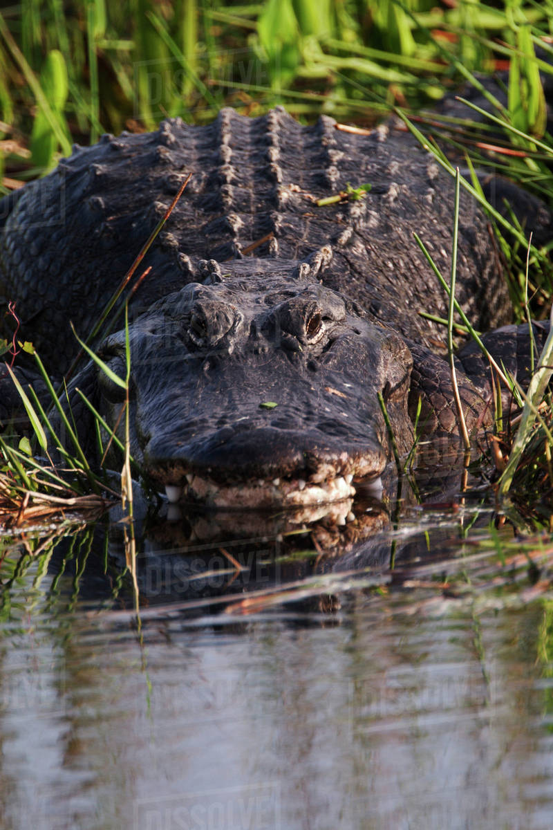 American Alligator, Alligator mississippiensis, Everglades National ...
