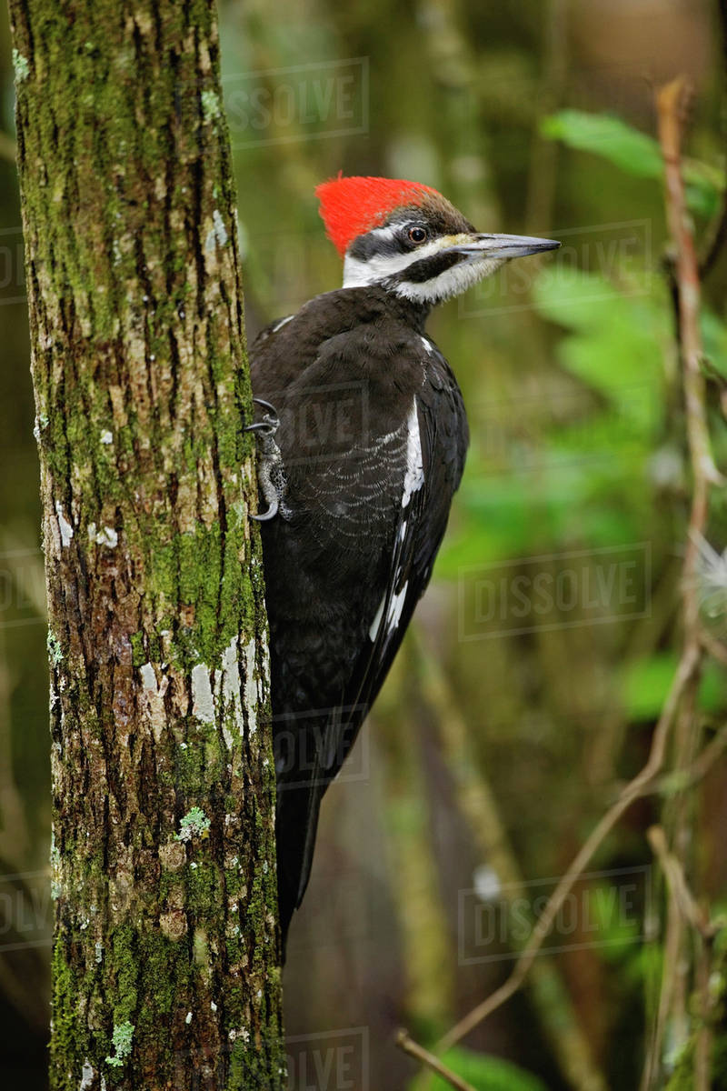 Pileated Woodpecker, Dryocopus pileatus, Corkscrew Swamp Sanctuary ...