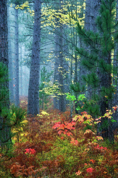 USA, Michigan, Upper Peninsula. Fall foliage and pine trees in fog ...
