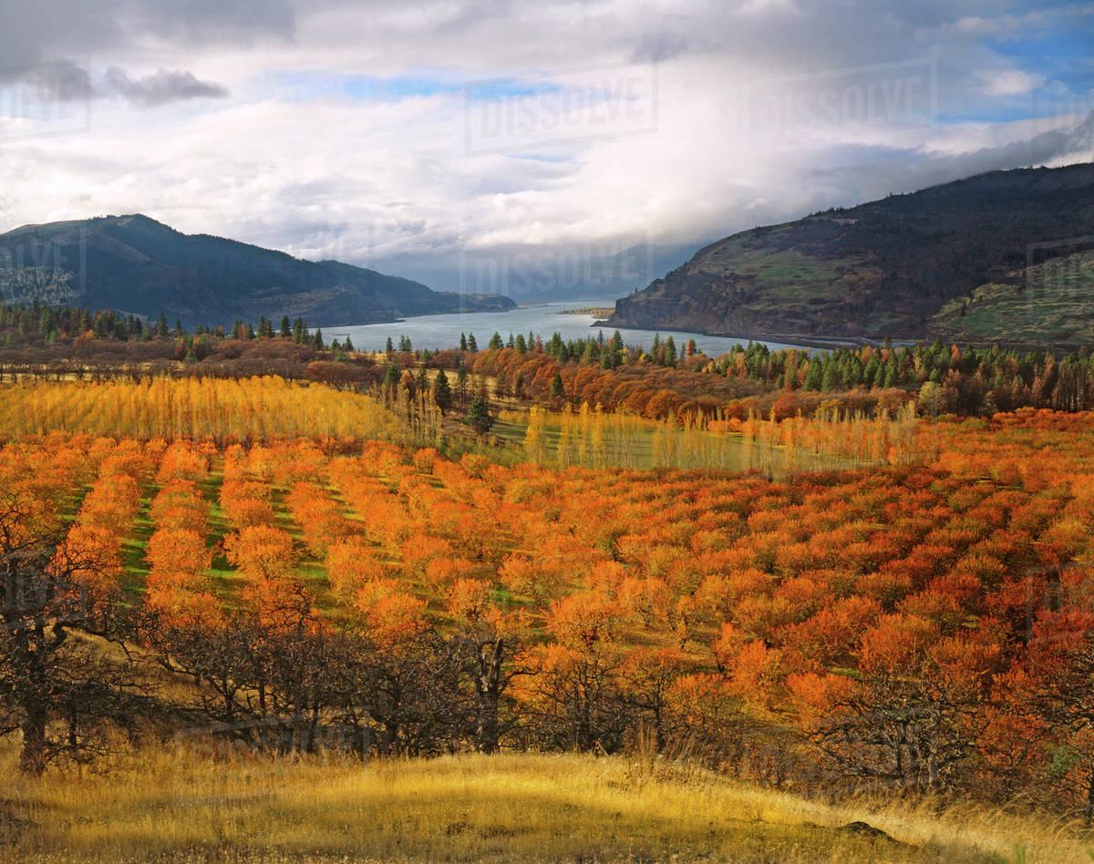 USA, Oregon, Mosier. Cherry orchards display autumn color overlooking ...