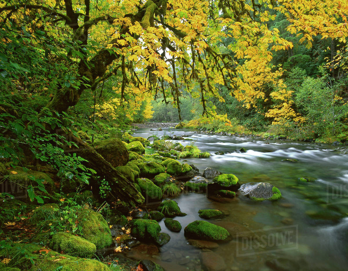 USA, Oregon, Willamette Valley. Bigleaf maple trees along McKenzie ...