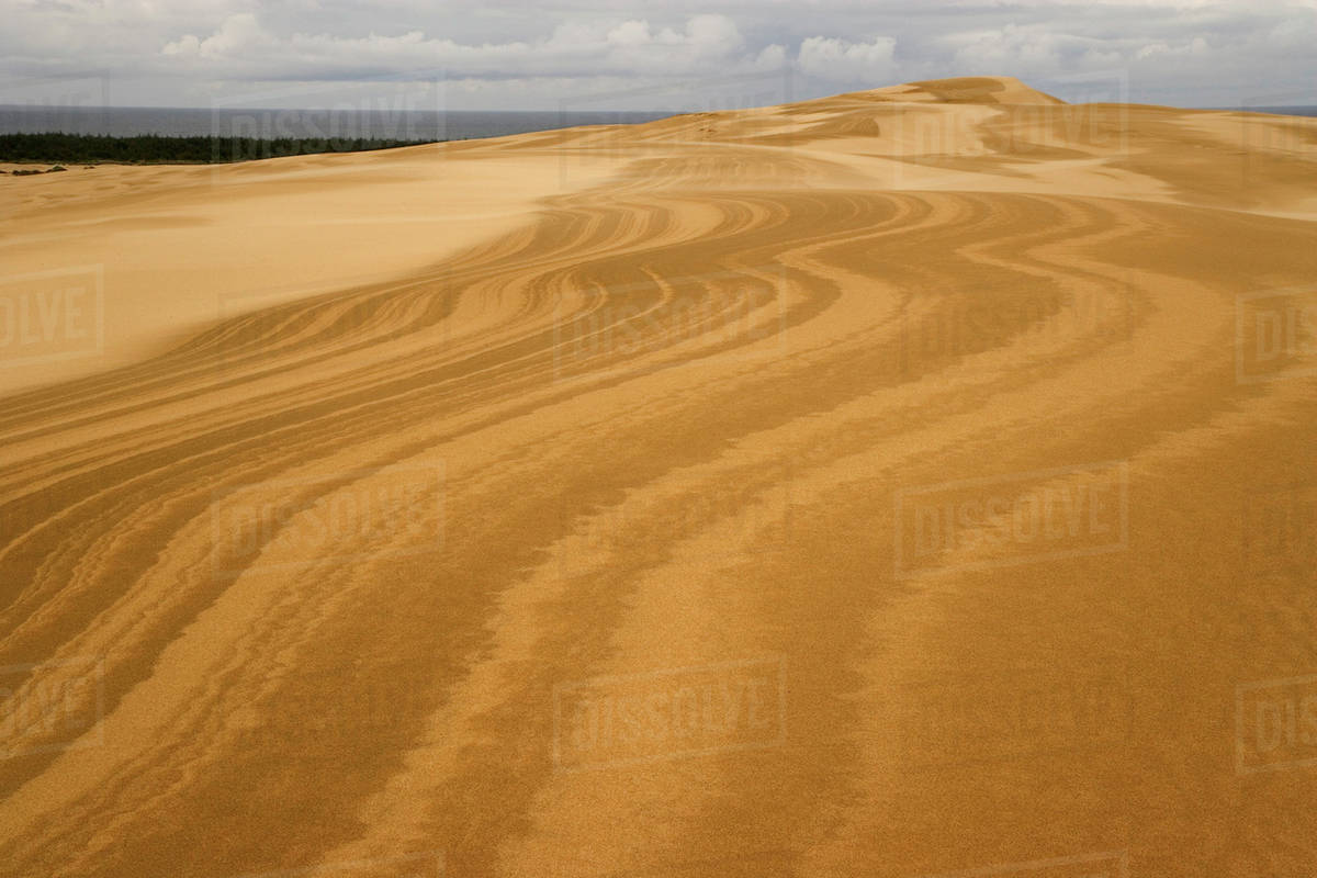 USA, Oregon, Siuslaw National Forest, Umpqua Dunes. Wavy patterns in ...