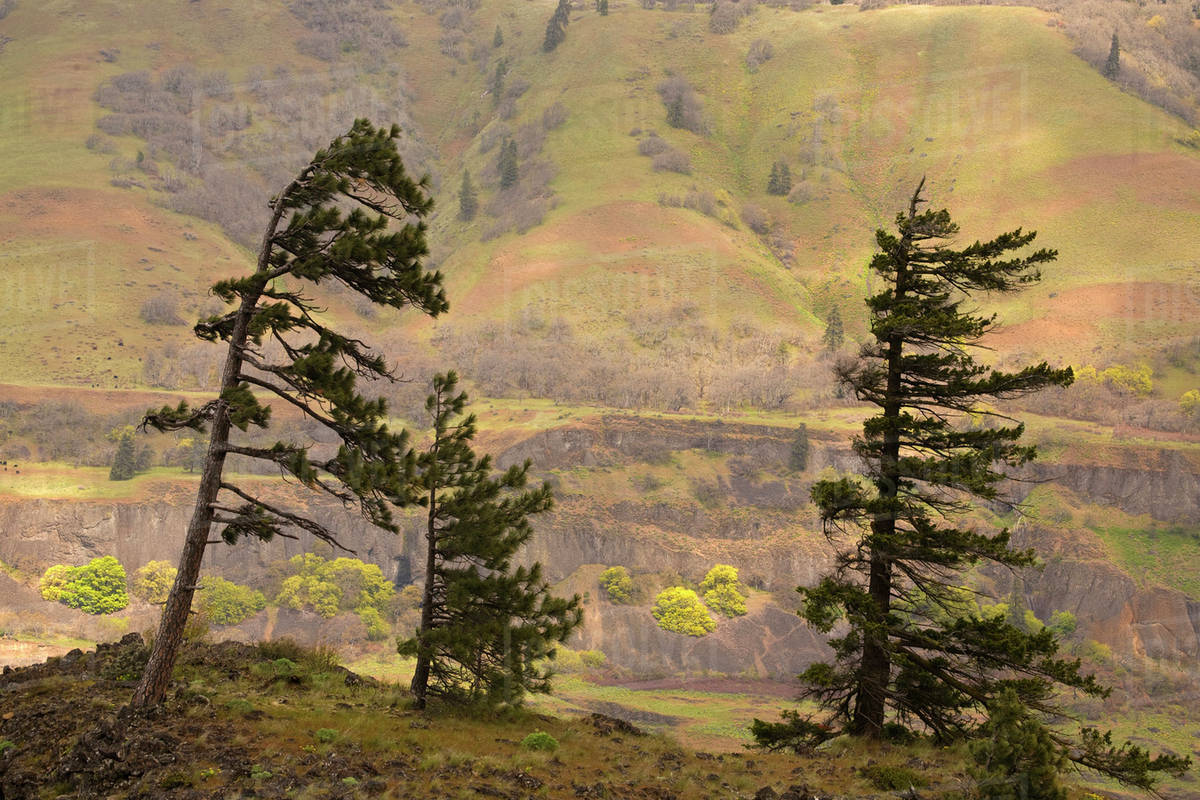 USA, Oregon, Columbia River Gorge. Overlook of hillside and valley of ...