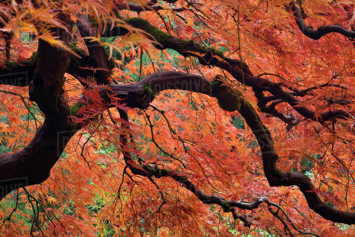 USA, Oregon, Portland. Japanese maple tree in autumn color at Portland ...