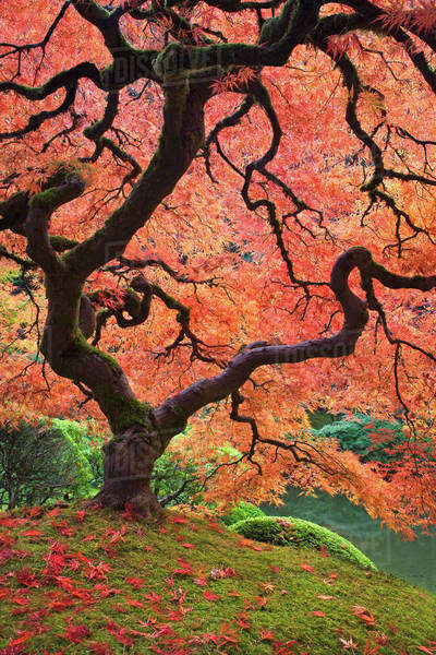 USA, Oregon, Portland. Japanese maple trees in autumn color at Portland ...
