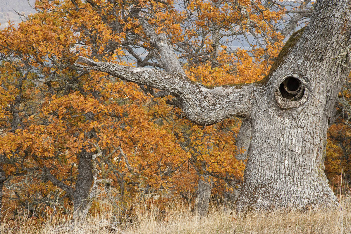 USA, Oregon, Mosier. Old oak tree with large knot hole. - Royalty-free ...