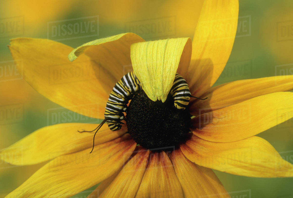 USA, Pennsylvania. Monarch caterpillar on daisy. - Royalty-free Stock ...