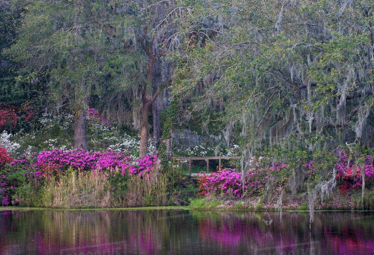 USA, South Carolina. Blooming azaleas on Middleton Plantation ...