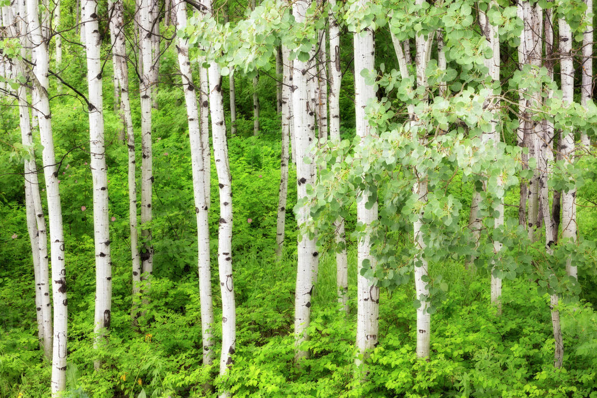 USA, Washington, Leavenworth. Stand of aspen trees in forest. - Stock ...