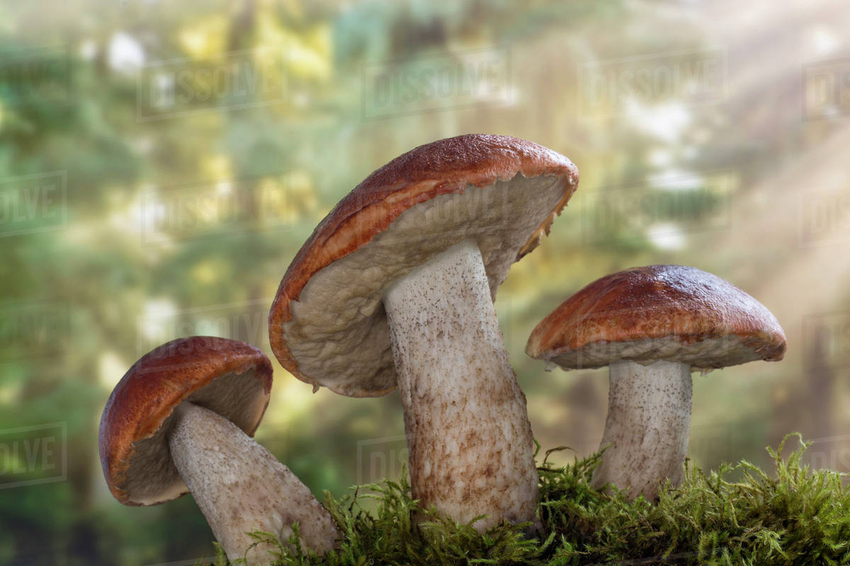 USA, Washington, Seabeck. Leccinum insigne, mushroom, Pacific Northwest ...