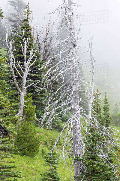 Washington, Mount Rainier National Park. Dead trees in a forest ...