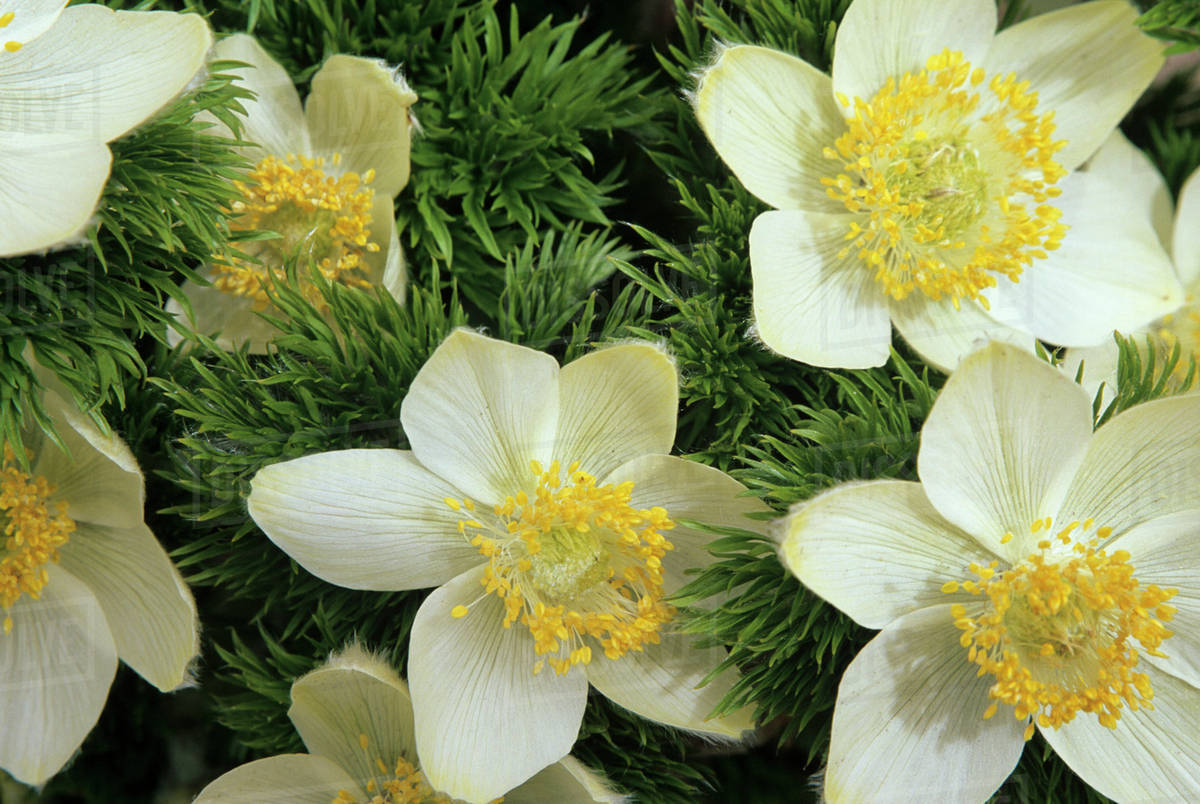 WA, Mt. Rainier National Park, Paradise Valley, Western Anemones ...