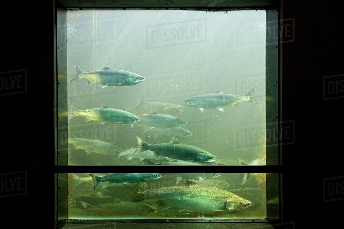 WA, Seattle, viewing window at the Hiram M. Chittenden Locks, Sockeye ...
