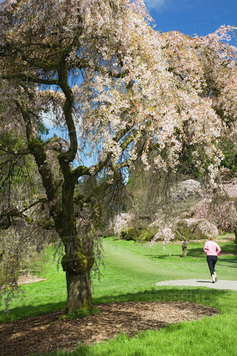 WA, Seattle, Washington Park Arboretum, Cherry trees blossoming in the ...