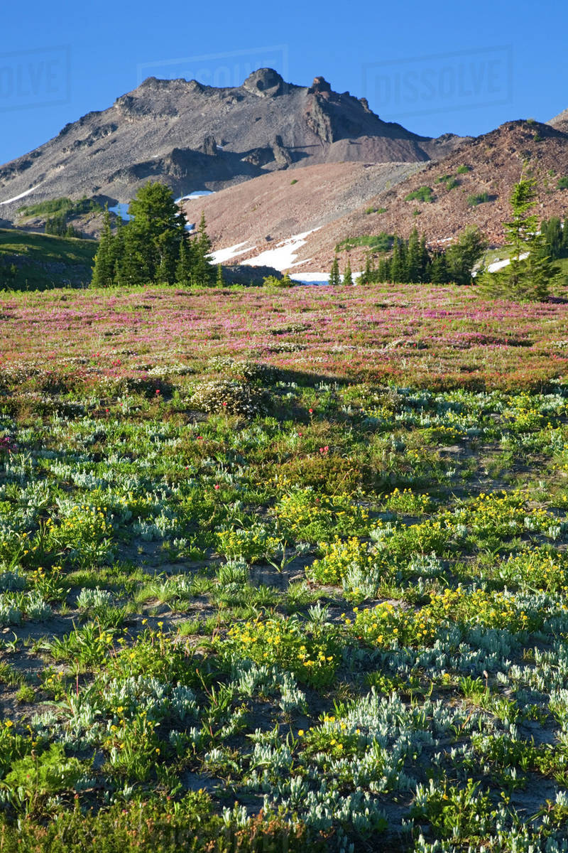 WA, Goat Rocks Wilderness, Goat Rocks and Snowgrass Flat with pink ...