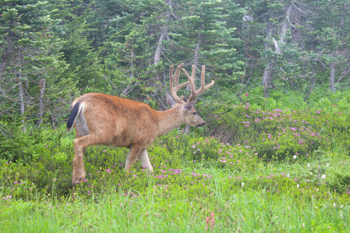 WA, Mount Rainier National Park, Black-tailed deer buck in wildflower ...
