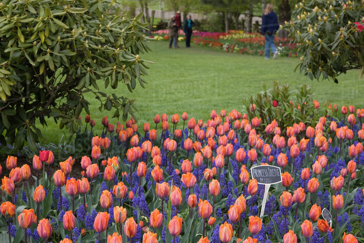 WA, Skagit Valley, Roozengaarde Tulip Garden - Royalty-free Stock Photo ...