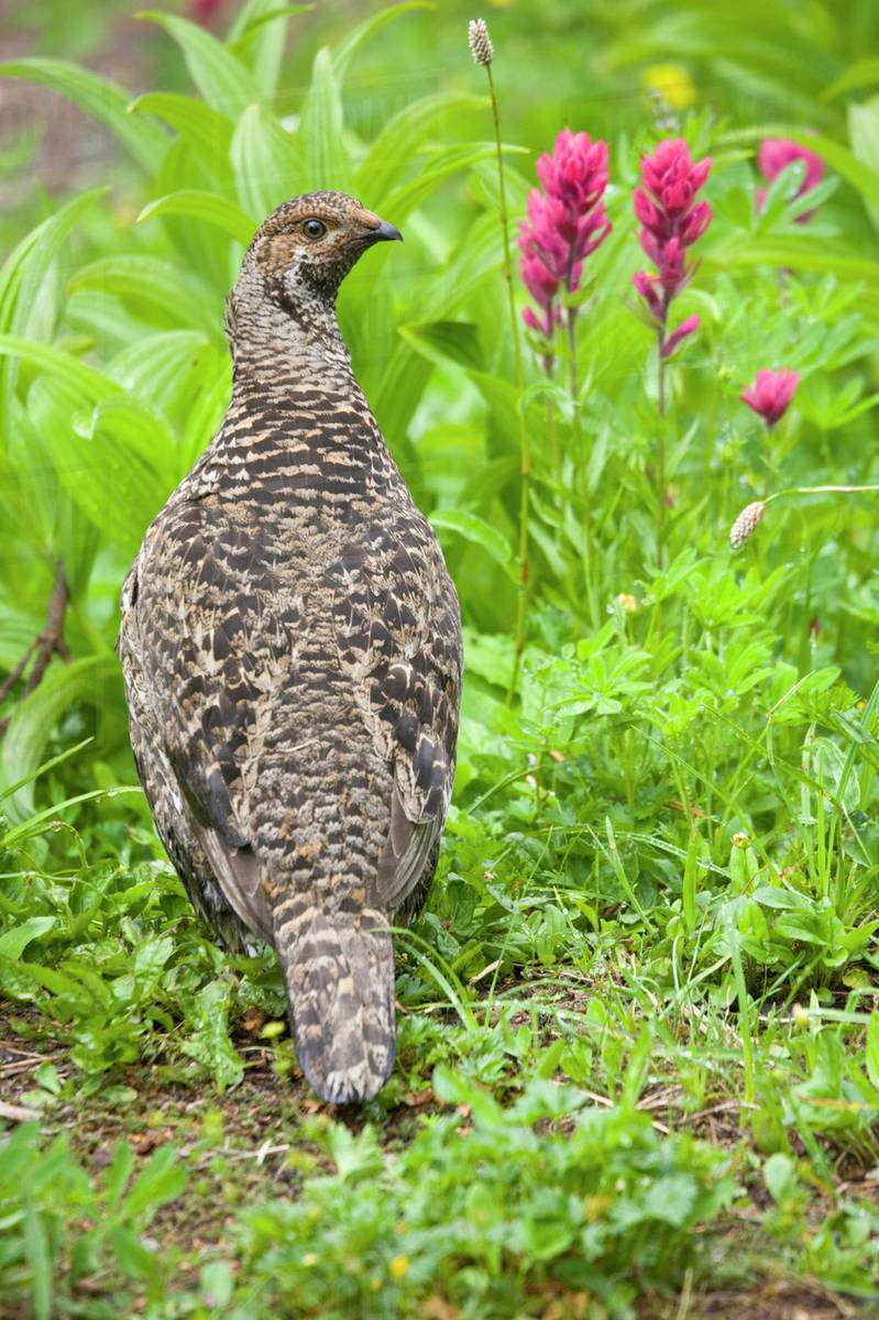 WA, Mount Rainier National Park, Female Spruce (Franklin's) Grouse and ...
