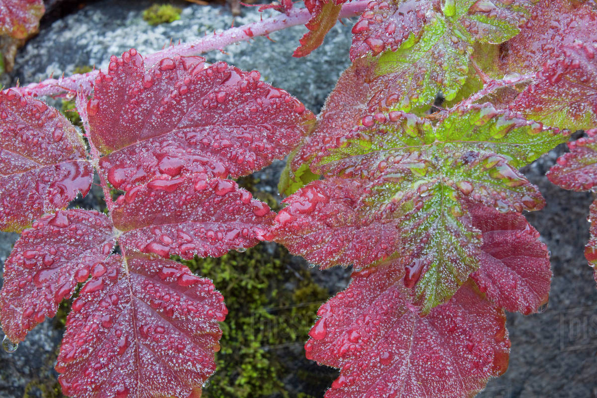 WA, Wenatchee National Forest, wild Himalayan Blackberry leaves, in ...