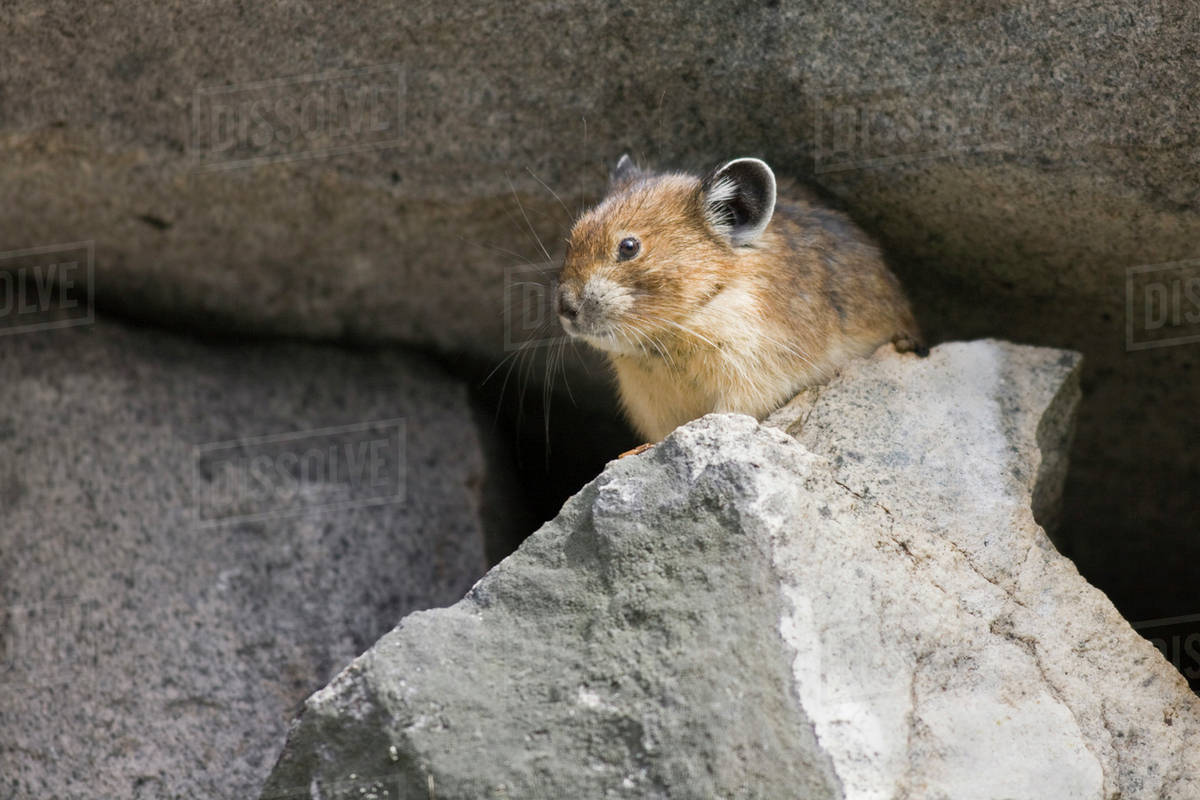 WA, Mount Rainier National Park, American Pika (Ochotona princeps ...