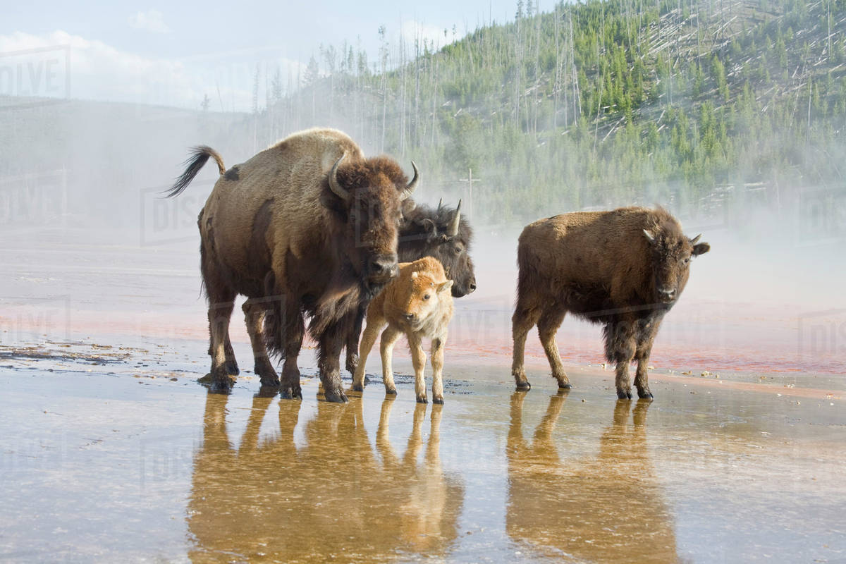 WY, Yellowstone National Park, Bison calf, mother, and yearlings, at ...