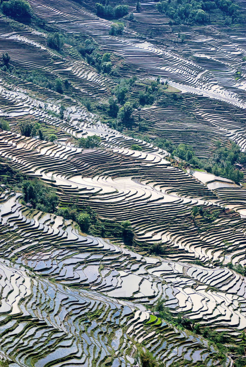 Asia, China, Yunnan Province, Yuanyang County. Flooded Bada rice ...