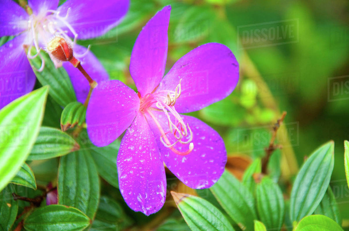 Tibouchina Princess Flower | Best Flower Site