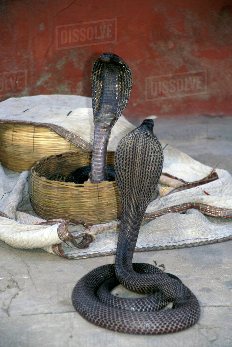 Asia, India, Oris. - Royalty-free Stock Photo | Dissolve