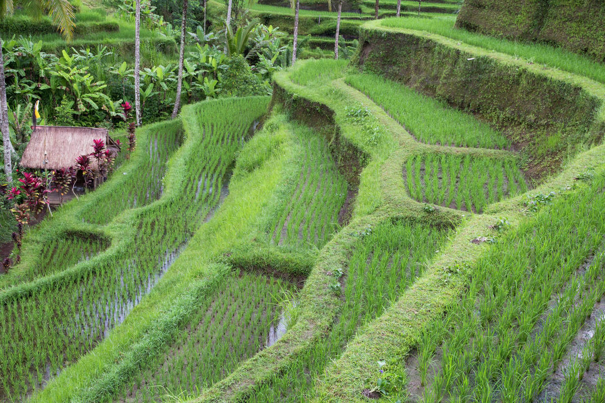 Indonesia, Bali. Terraced Subak Rice paddies of Bali Island - Stock ...
