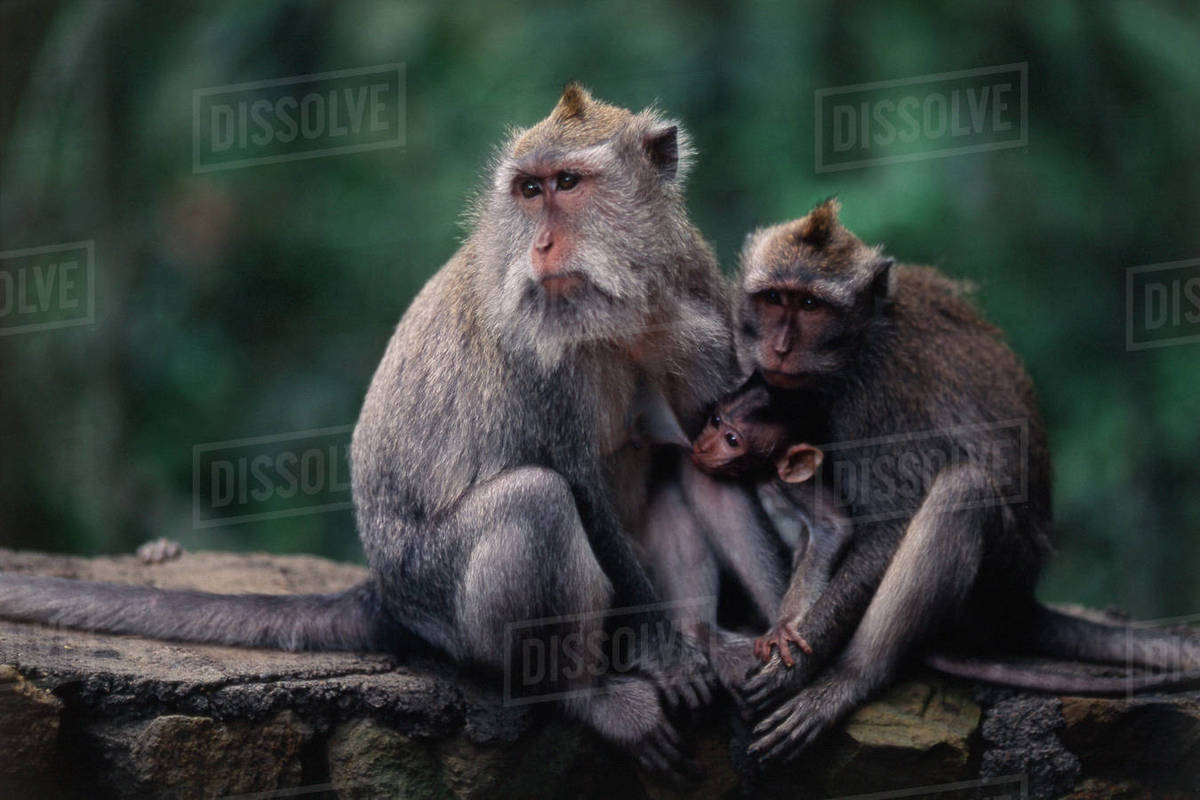 Indonesia, Bali, Ubud, Long-tailed Macaque resting in monkey forest ...