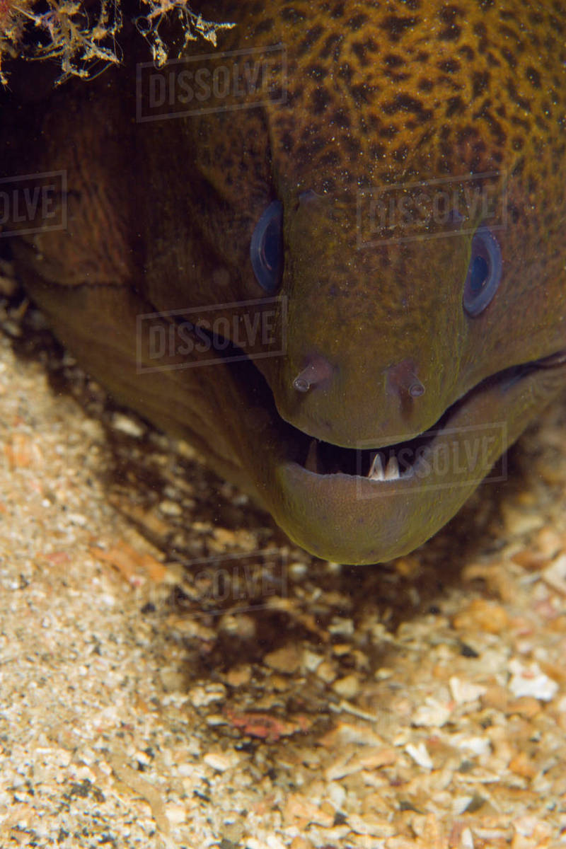 Moray Eel (Gymnothorax undulatus) Banda Sea, Indonesia - Stock Photo ...