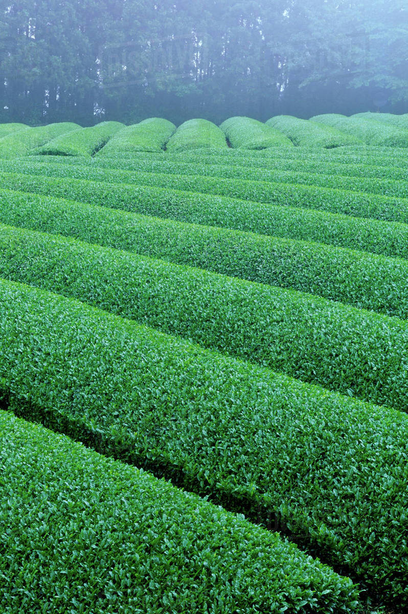 Asia, Japan, Saga, Ureshino, Tea Fields - Royalty-free Stock Photo ...