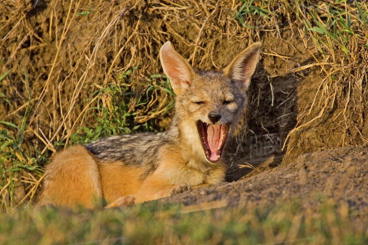 Silver-backed Jackals careing for each other in the brush of Maasai ...