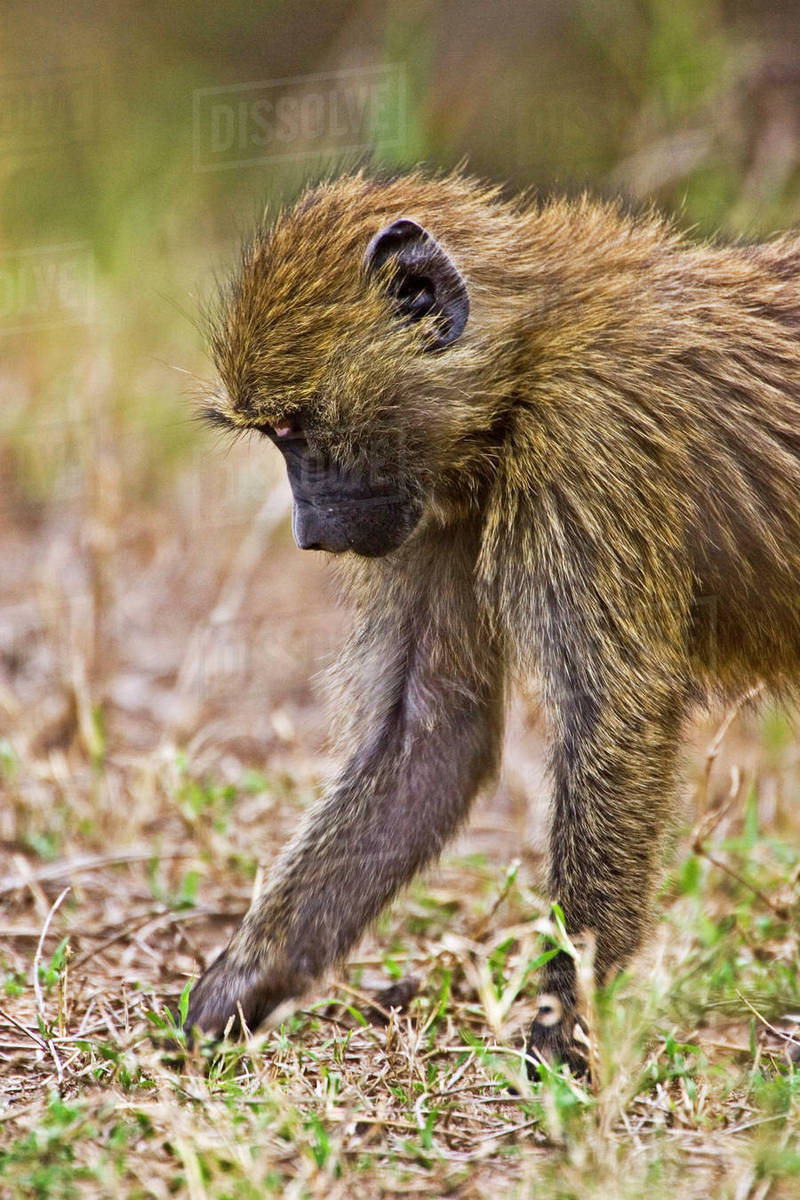 Baboons hanging around the bush in the Maasai Mara Kenya. - Stock Photo ...