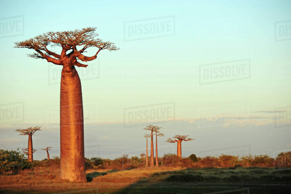 Madagascar, Morondava, Baobab Alley, view on Adansonia Grandidieri at ...