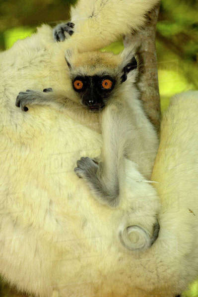 Golden-crowned sifaka or Tattersall's sifaka baby (Propithecus ...