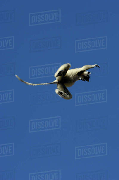 Golden-crowned sifaka or Tattersall's sifaka (Propithecus tattersalli ...