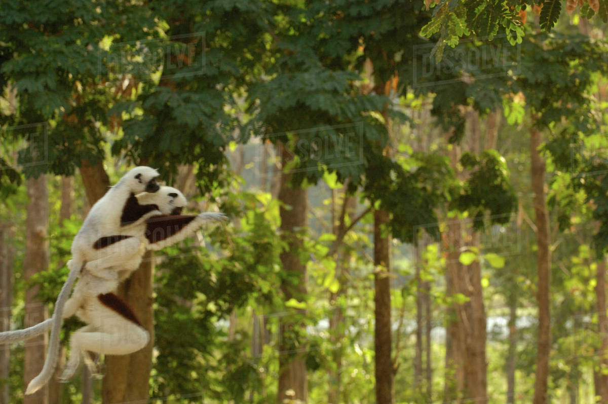Coquerel's sifaka (Propithecus coquereli) jumping across the ground ...
