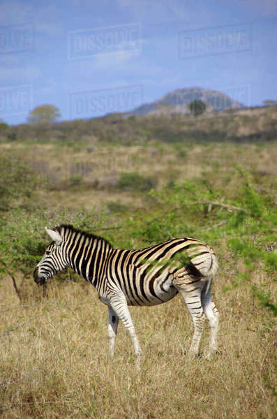 Africa, South Africa, KwaZulu Natal, Hluhluwe, zebra in Zulu Nyala Game ...