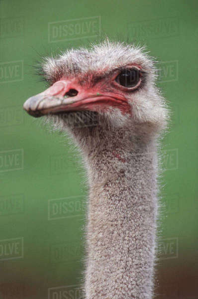 South America, Rhea (Rhea American), Close-Up - Stock Photo - Dissolve