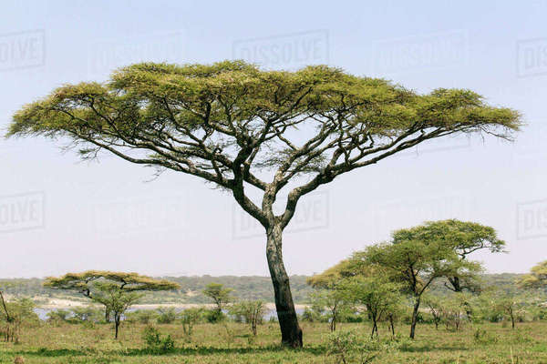 Landscape with large Acacia tree near shore of Lake Ndutu, other trees ...