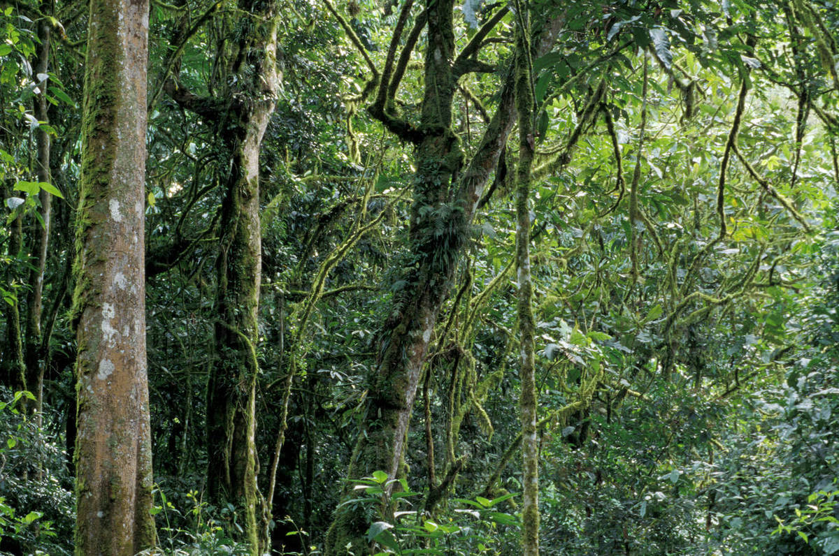 Africa, Uganda, Bwindi Impenetrable National Park. Lush rainforest ...